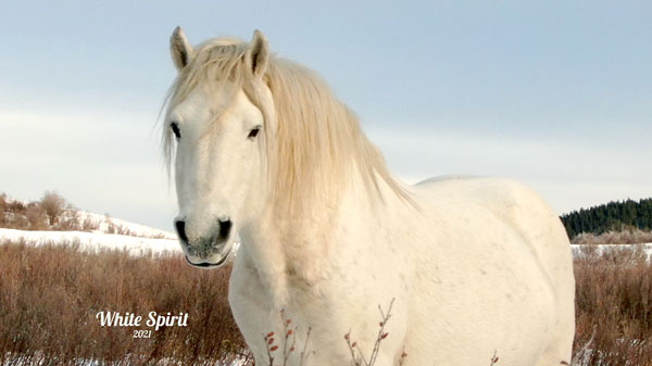 White Spirit 2021 - Digital Print - Help Alberta Wildies Society