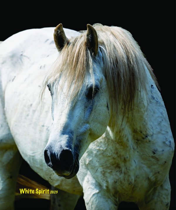 White Spirit 2023 - 10"x12" Photo Print - Help Alberta Wildies Society